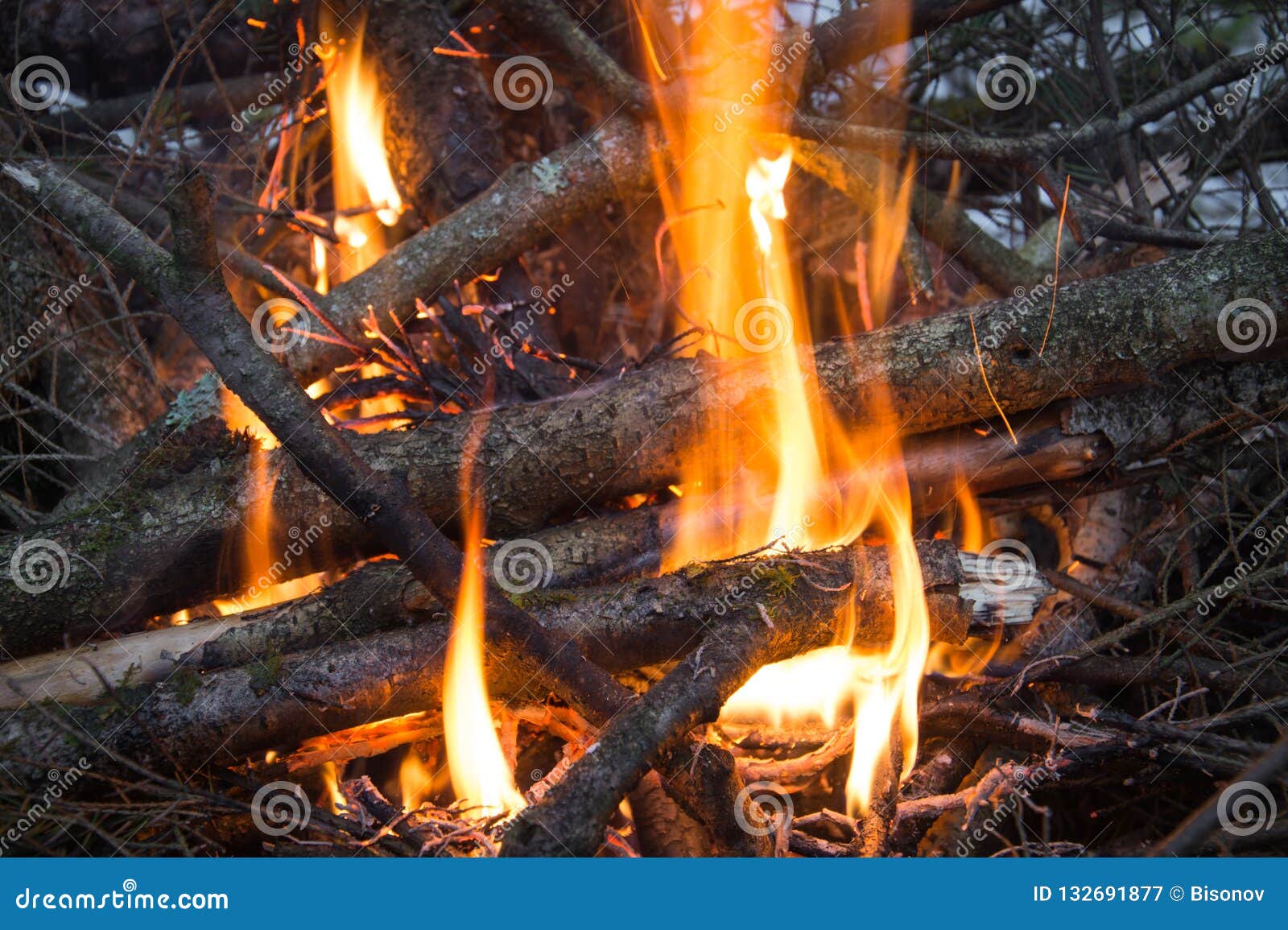 Forest camp fire stock image. Image of night, flame - 132691877
