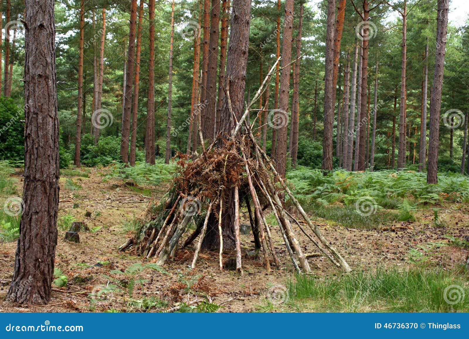 Forest Camp stock photo. Image of woods, leaning, teamwork - 46736370