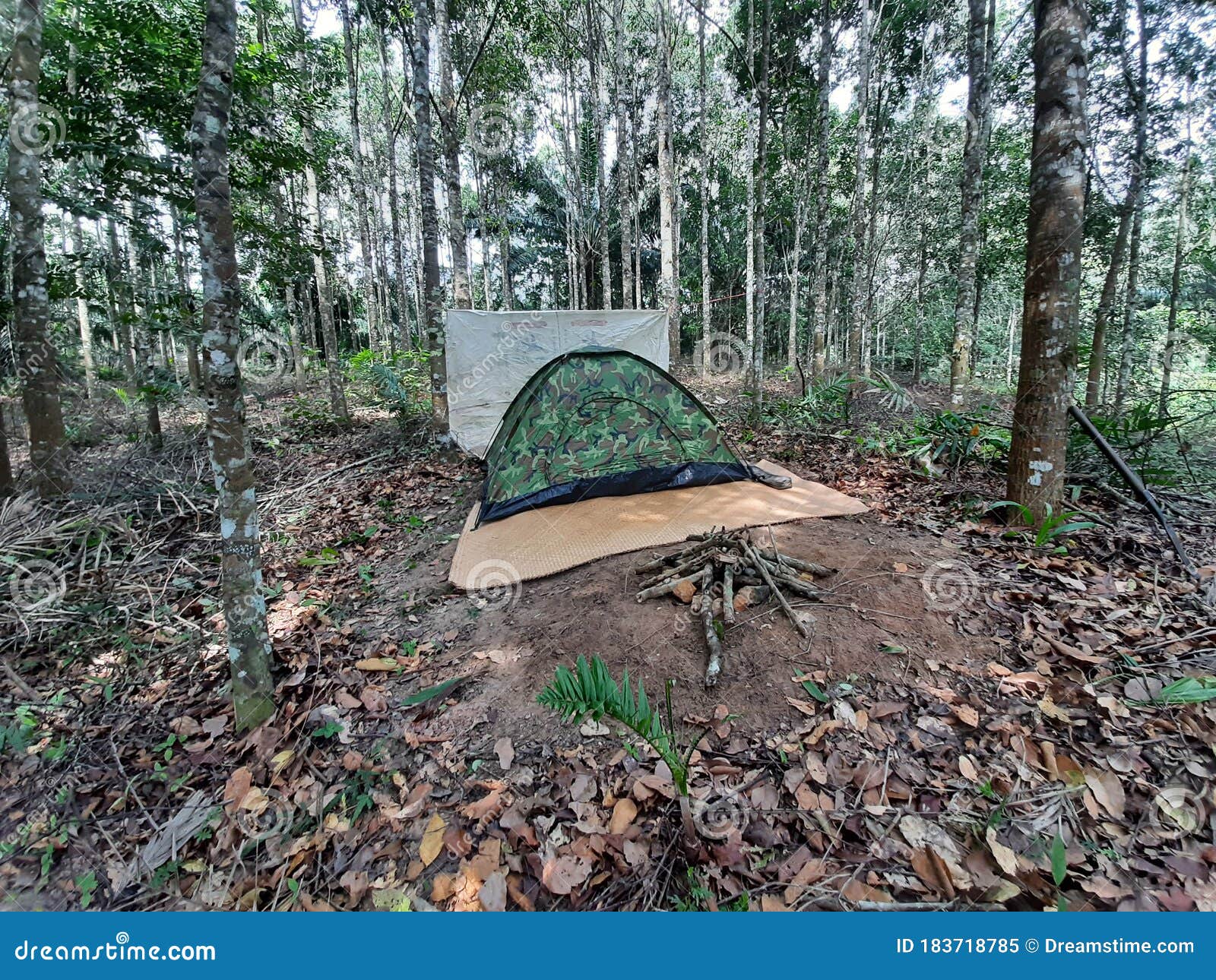 Forest camp tree stock image. Image of plant, wilderness - 183718785