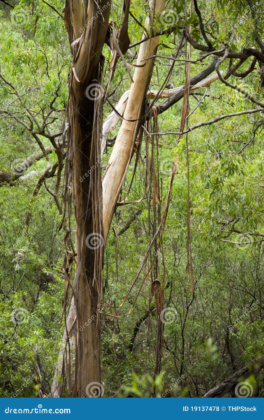 Forest Canopy stock photo. Image of nature, flora, growth - 19137478