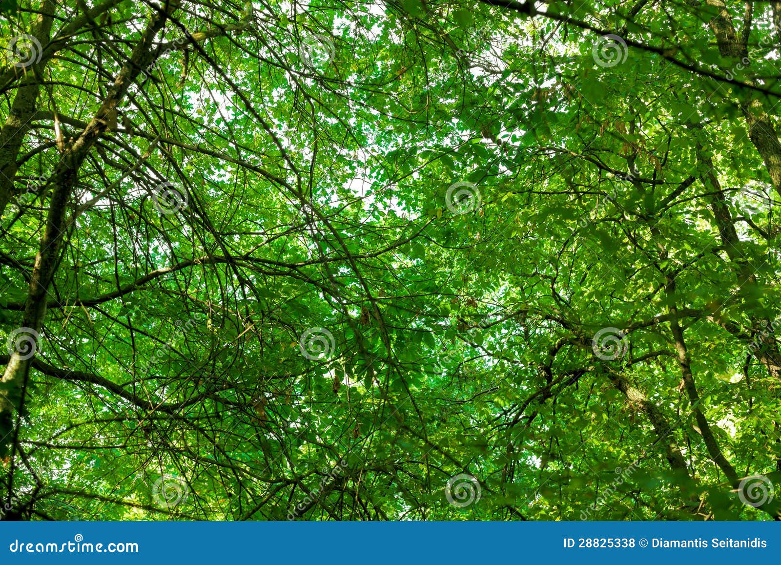 Forest Canopy Tree Silhouette Twilight Nature Scene Royalty-Free Stock ...