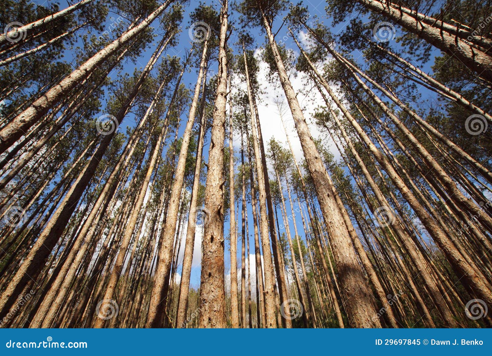 Forest Canopy stock image. Image of beautiful, benko - 29697845
