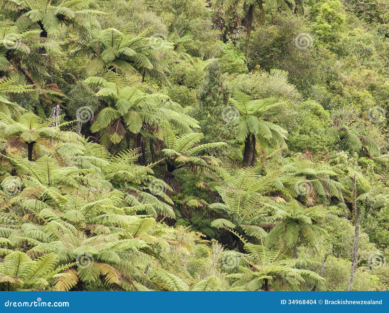 Forest Canopy foto de archivo. Imagen de zelandia, maderas - 34968404