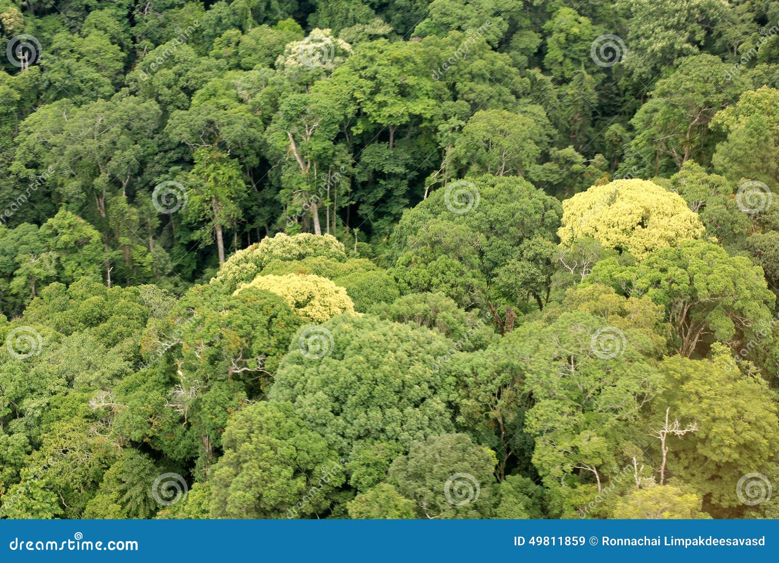 Forest Canopy immagine stock. Immagine di freschezza - 49811859