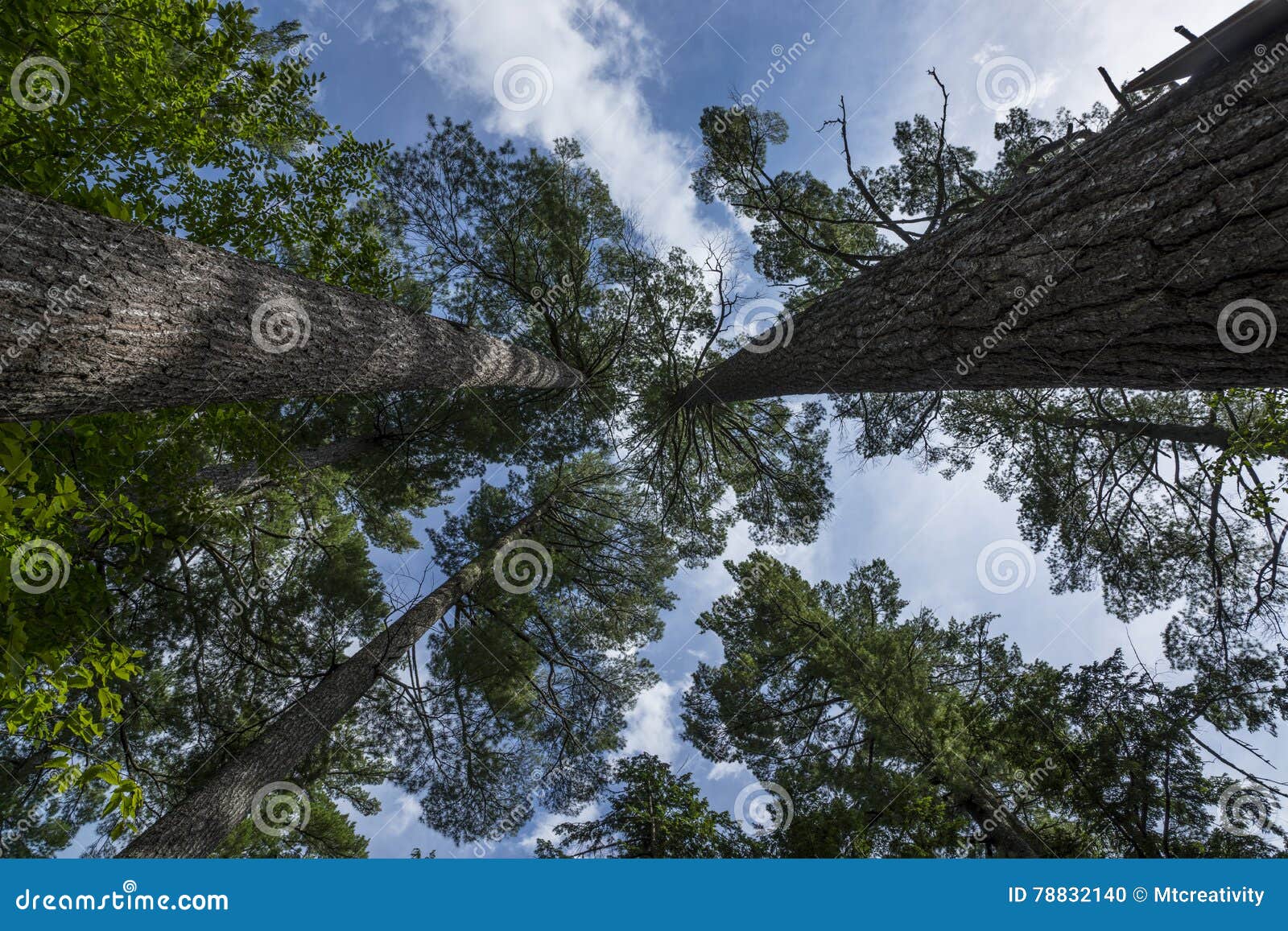Forest Canopy stock photo. Image of forest, deep, view - 78832140