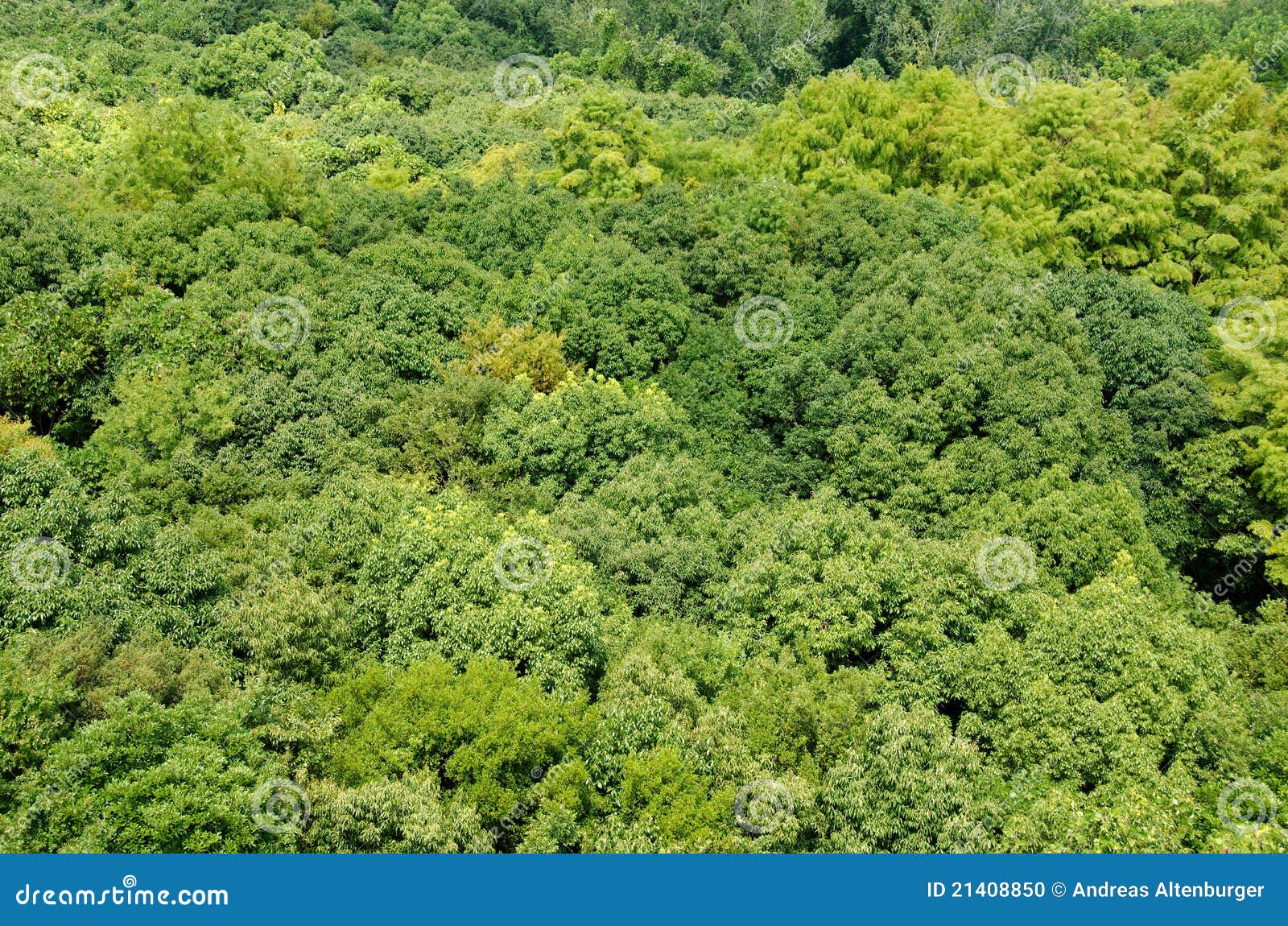 Forest Canopy Of Dense Spruce Forest Against Blue Sky, Unique View From ...