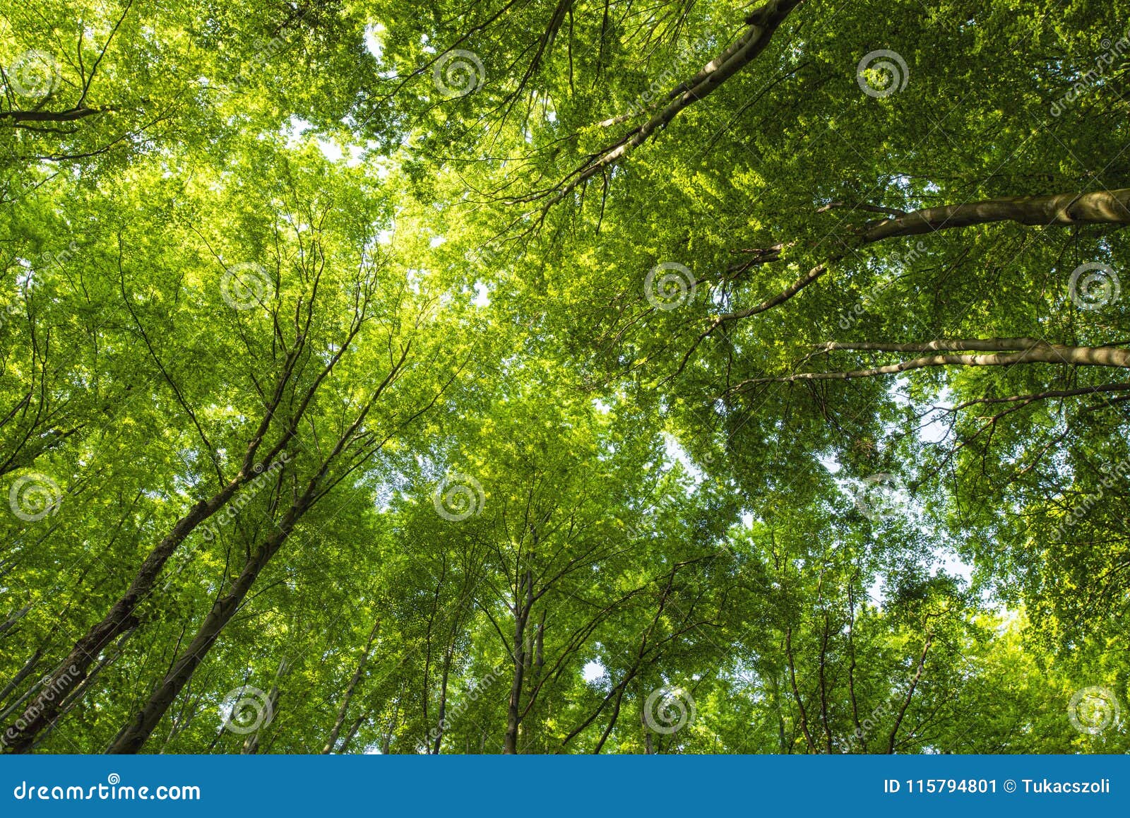 A forest canopy from below stock image. Image of light - 115794801
