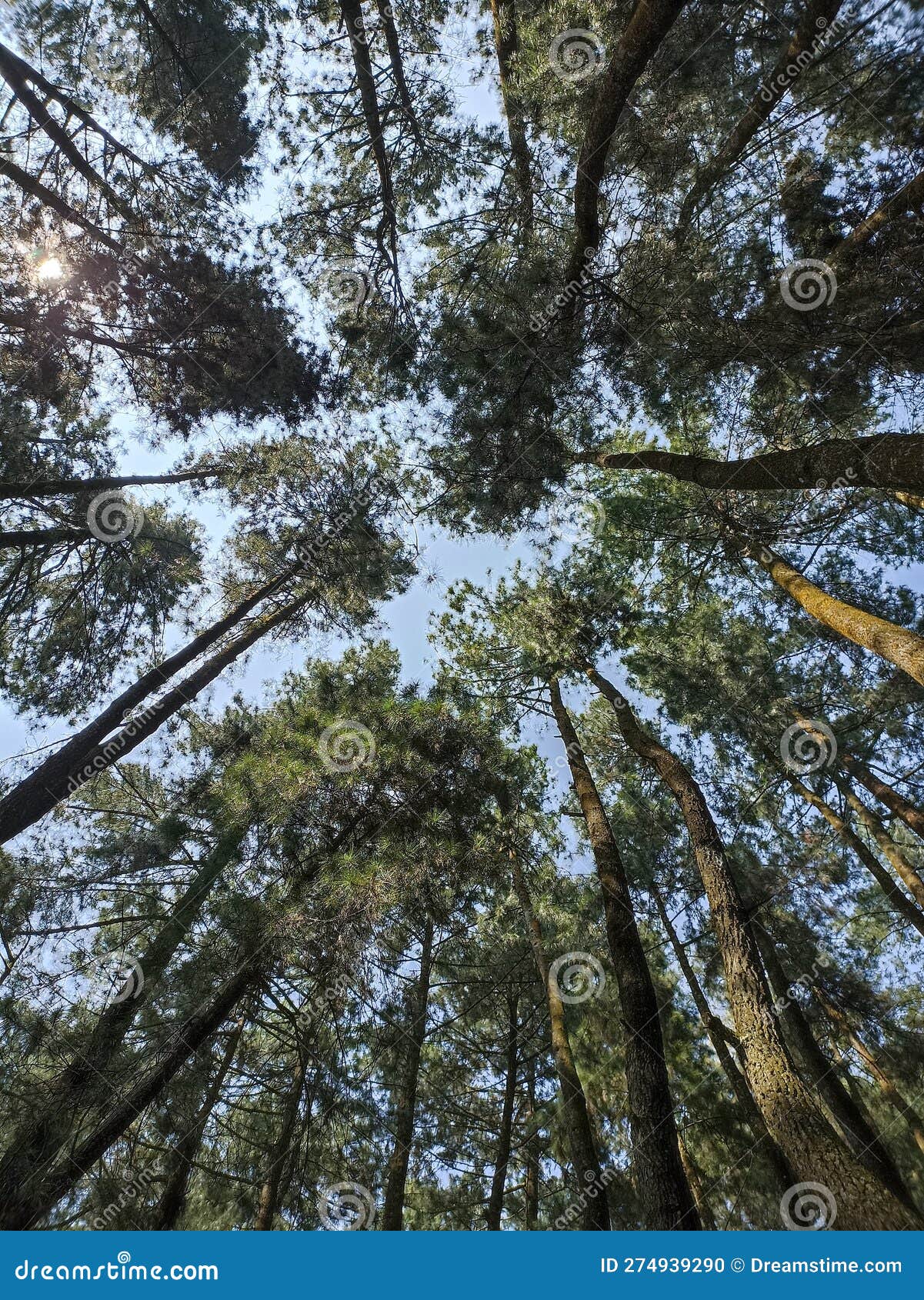 Forest Canopy from Below stock photo. Image of nature - 274939290