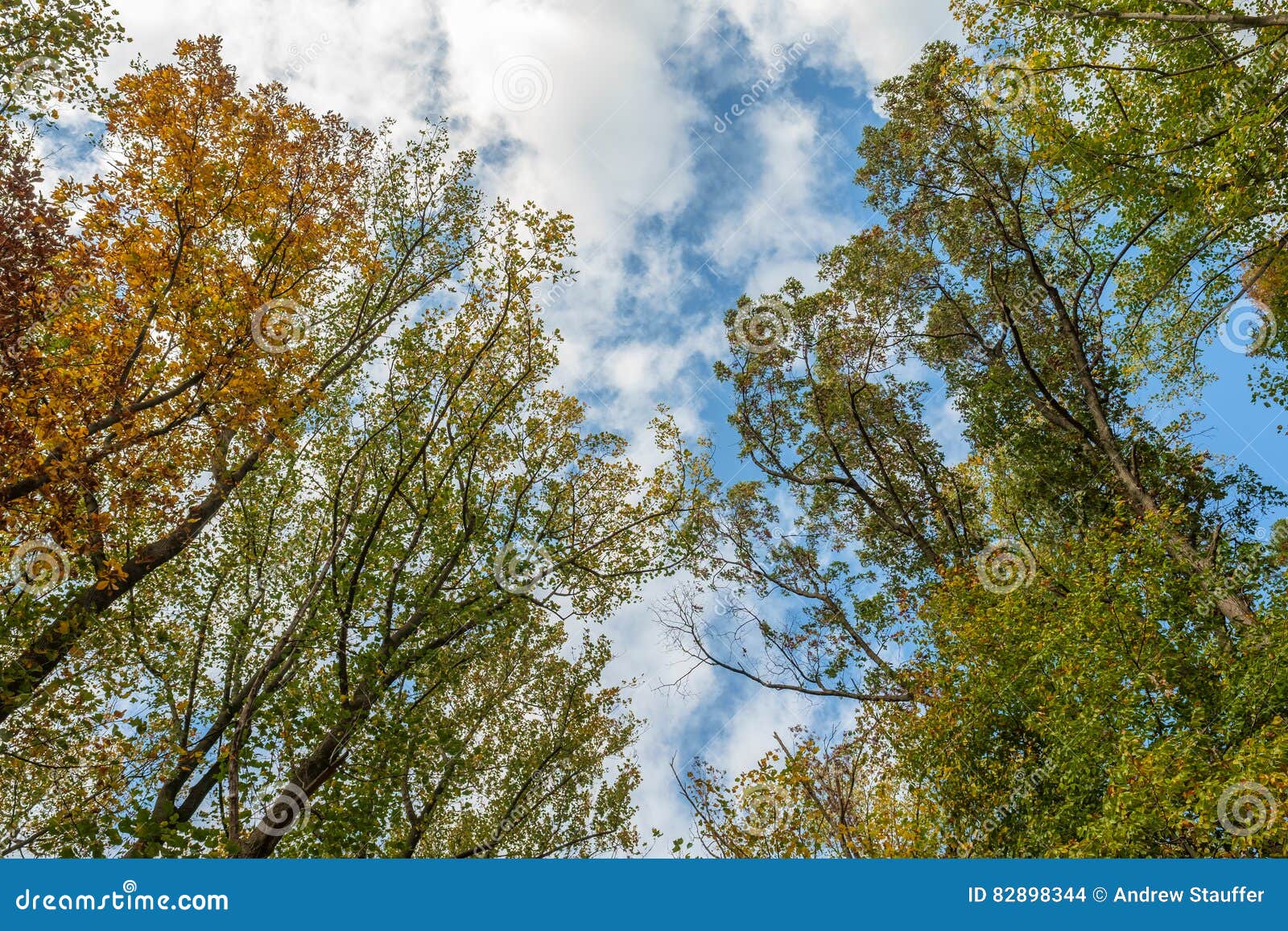 Forest Canopy in Early Fall Stock Photo - Image of clear, clouds: 82898344