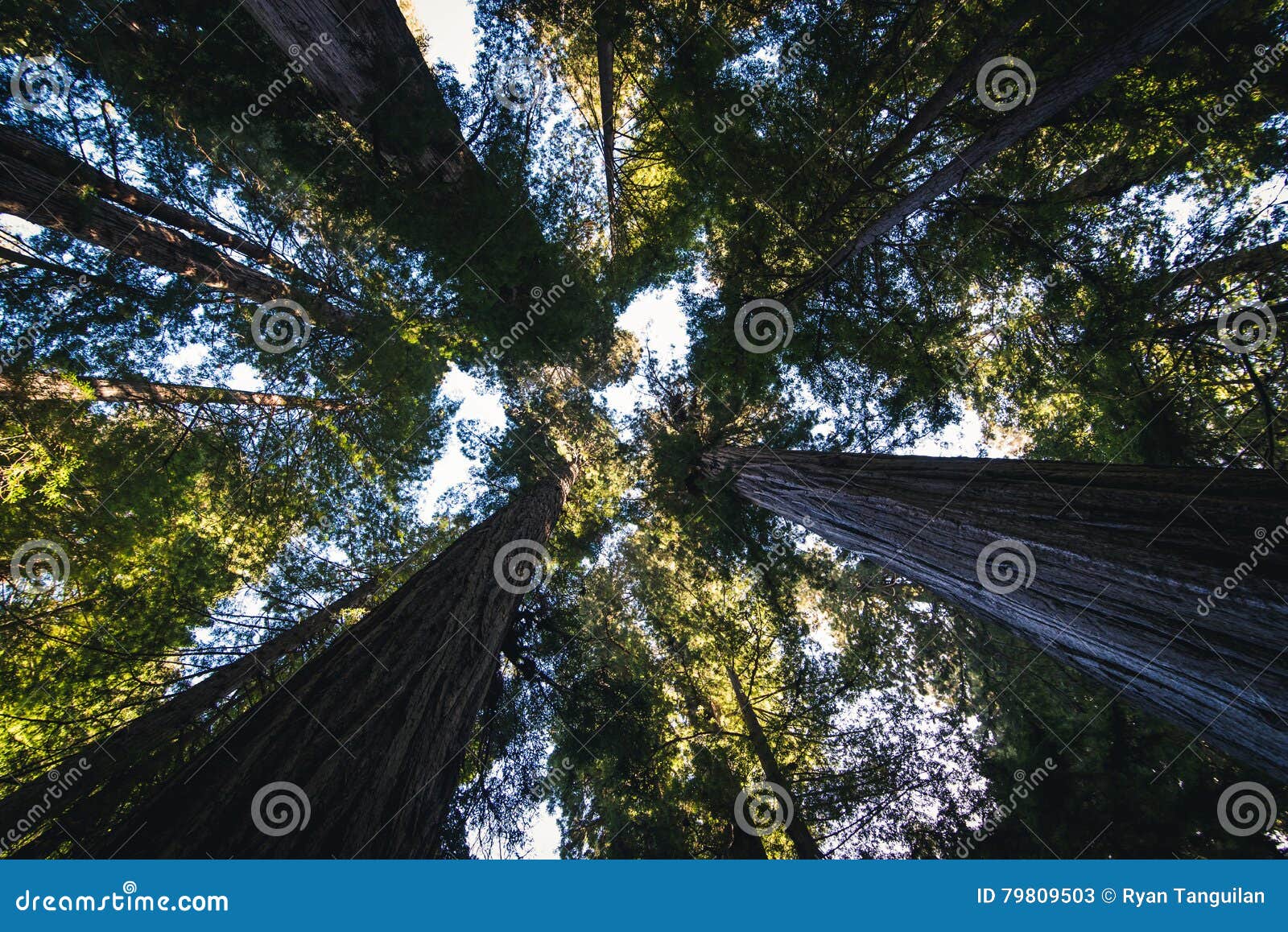 Forest canopy. stock image. Image of environment, landscape - 79809503