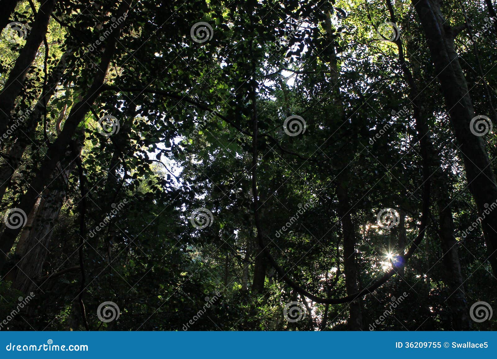 Forest Canopy stock image. Image of light, trees, tall - 36209755