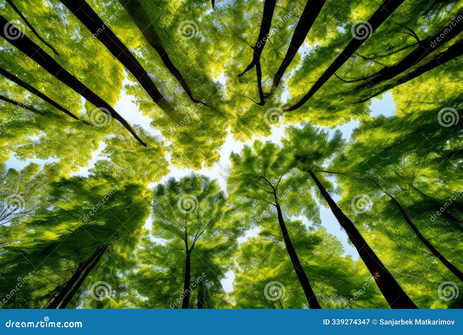 Forest Canopy Looking Up through a Dense Forest Canopy with Dapp Stock ...