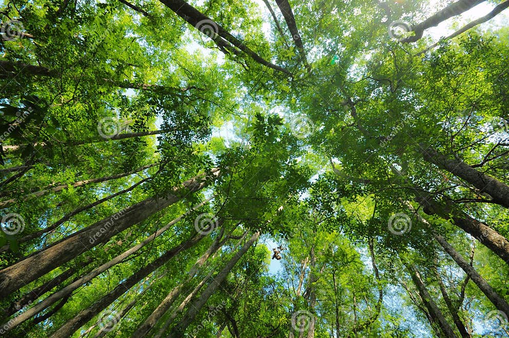 Forest Canopy Lookup stock image. Image of leaf, forest - 19894223