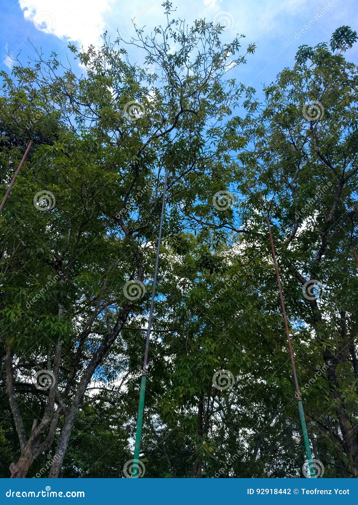 Forest canopy stock photo. Image of group, flourish, lookup - 92918442