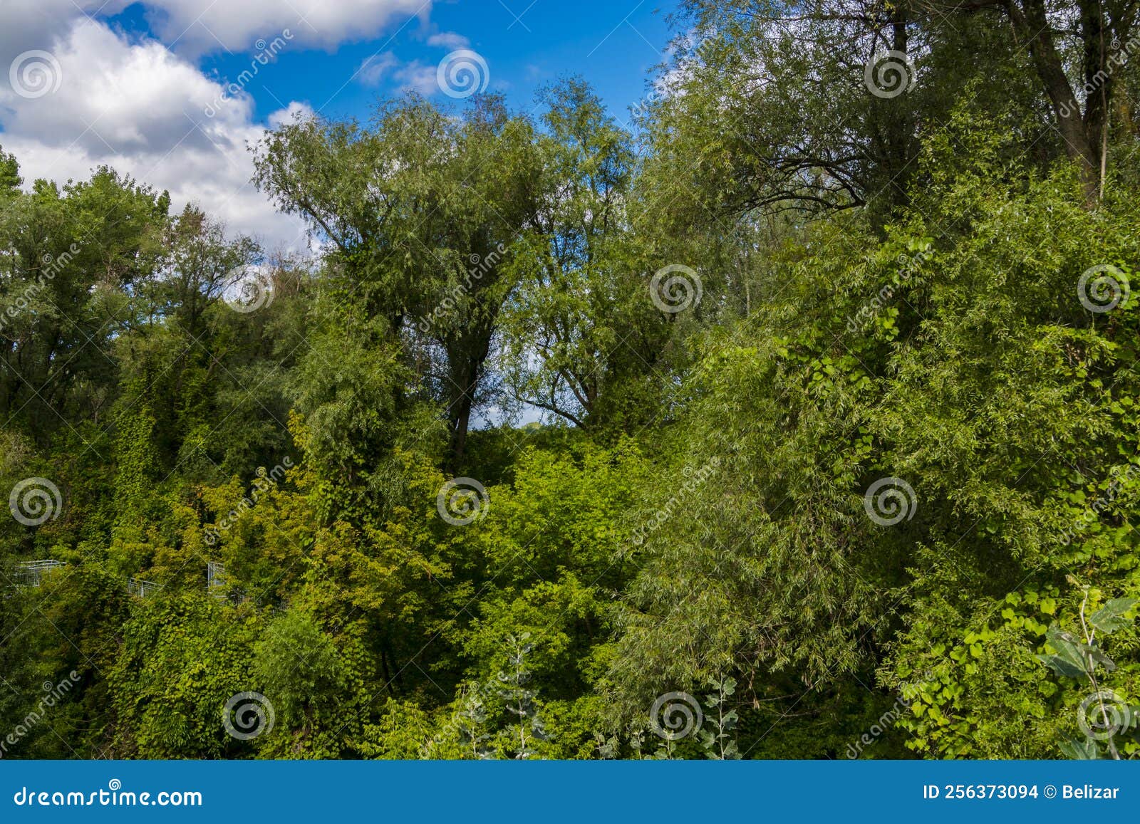 Forest Canopy in Mako Near the River Maros Stock Photo - Image of tree ...