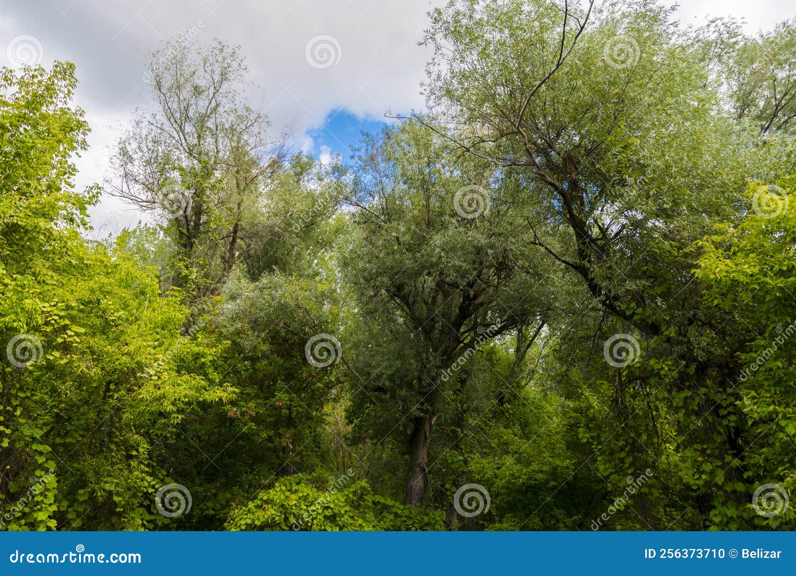 Forest Canopy in Mako Near the River Maros Stock Photo - Image of ...