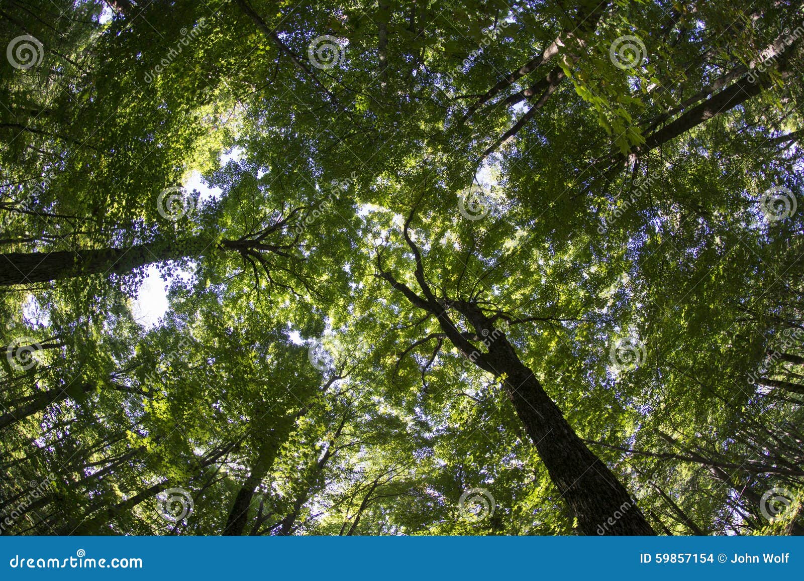 Forest Canopy Shot with Fish Eye Lens Stock Photo - Image of plant ...