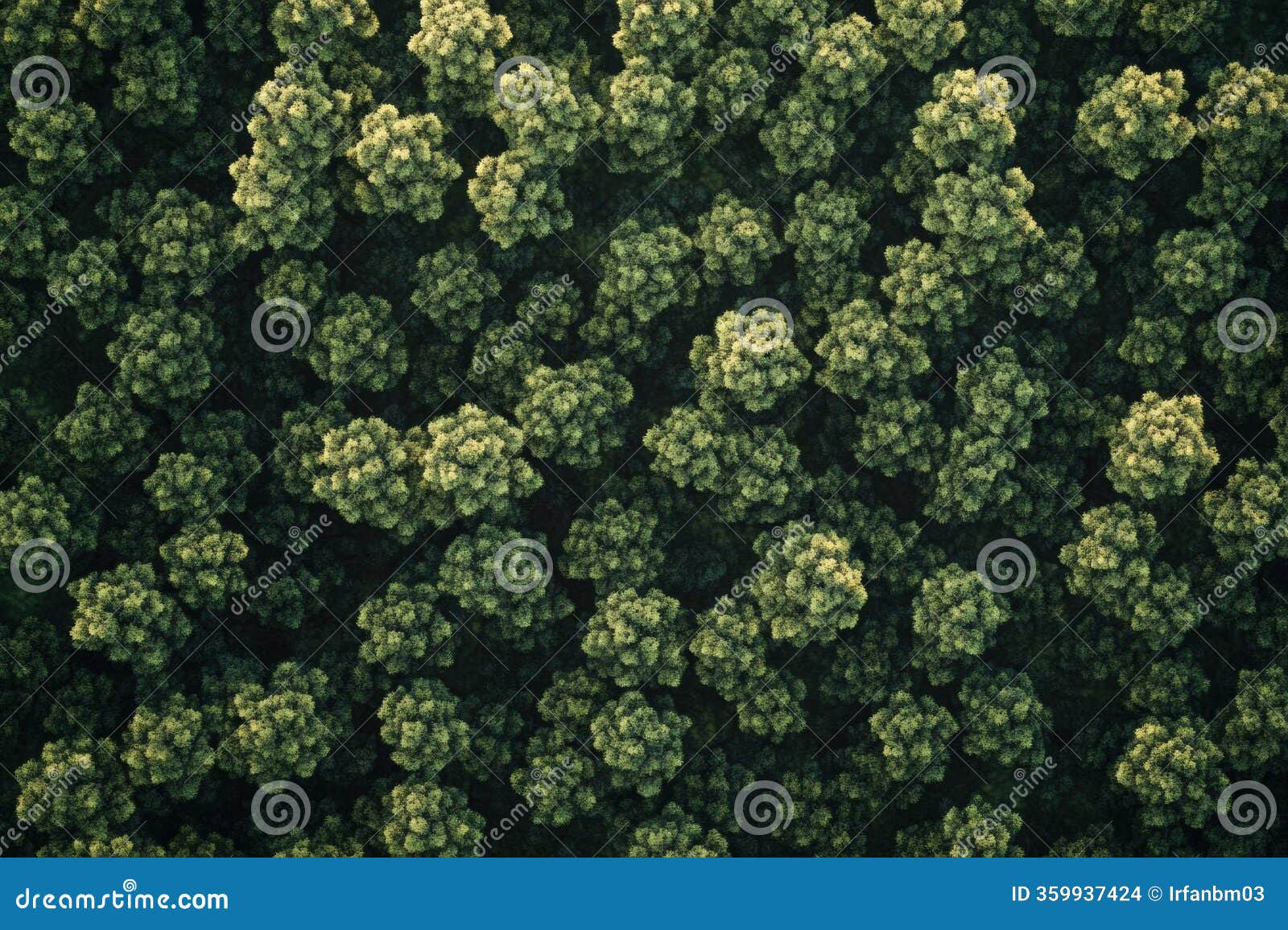 Forest Canopy Shows Lush Green Trees Forming Natural Pattern ...