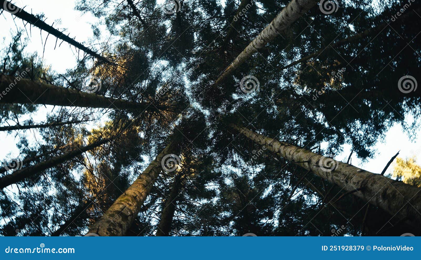 Forest with Canopy of Trees Viewed from Below Stock Image - Image of ...