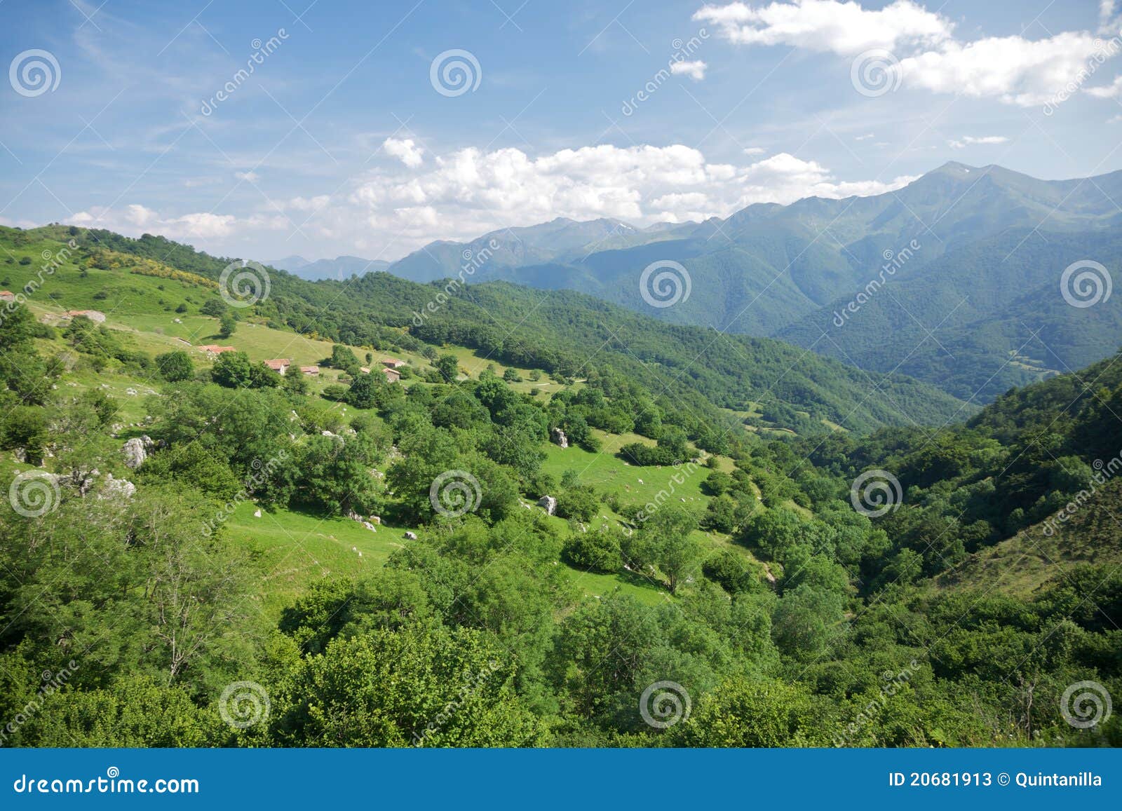 Forest in Cantabrian Mountains Stock Image - Image of nature, picos ...