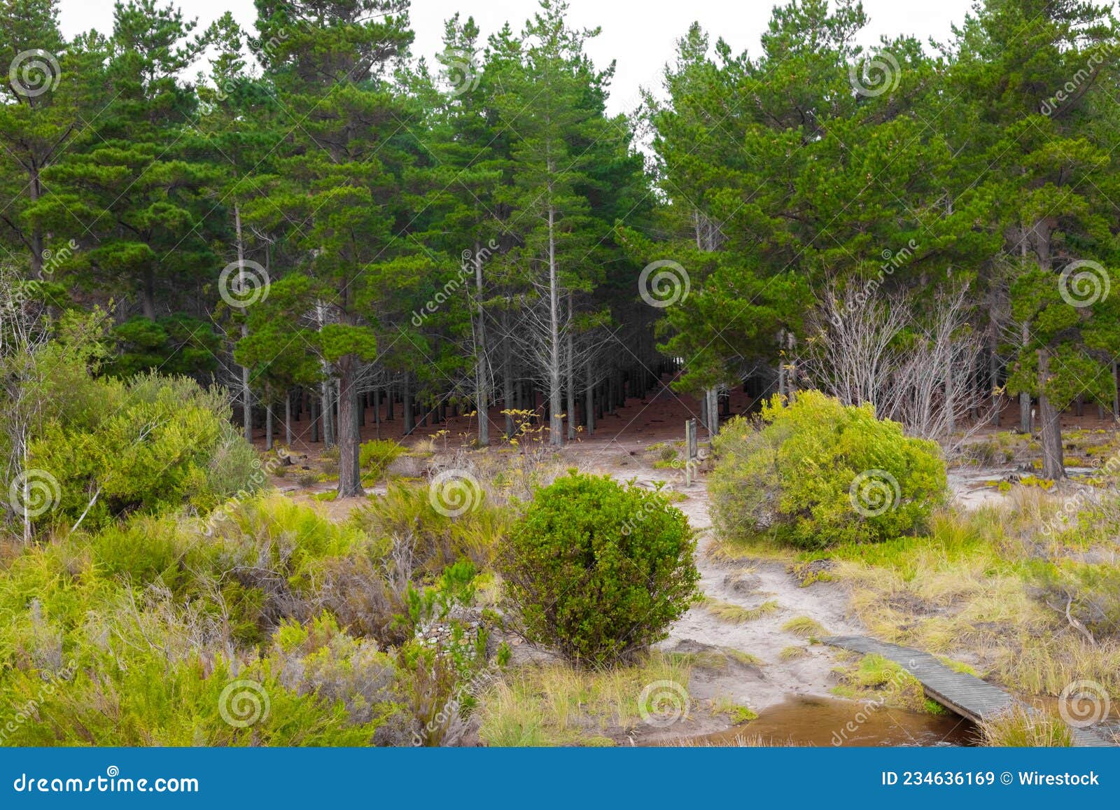 Forest in Cape Town, South Africa Stock Image - Image of cape, view ...