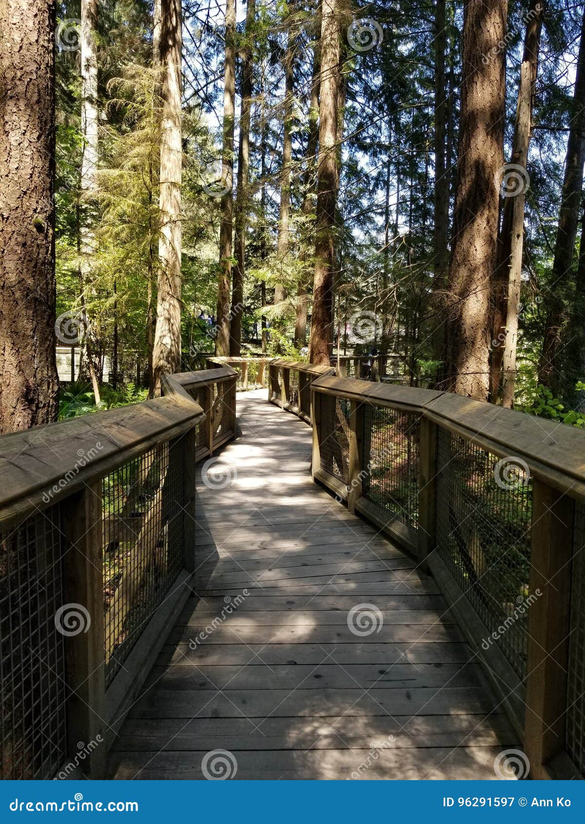 Forest at Capilano Bridge stock image. Image of bridge - 96291597