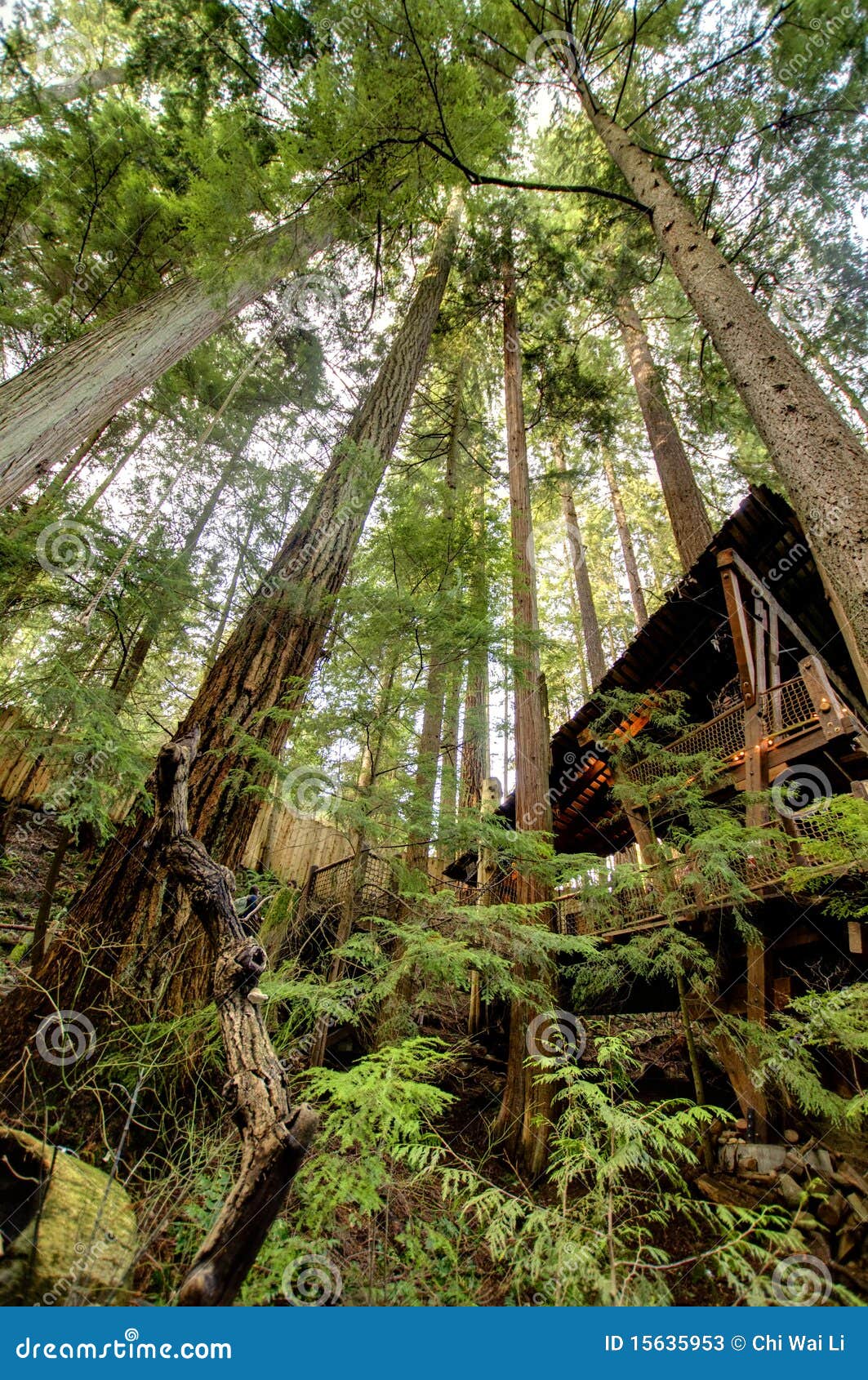 Forest of Capilano at Vancouver in Canada Stock Image - Image of canada ...
