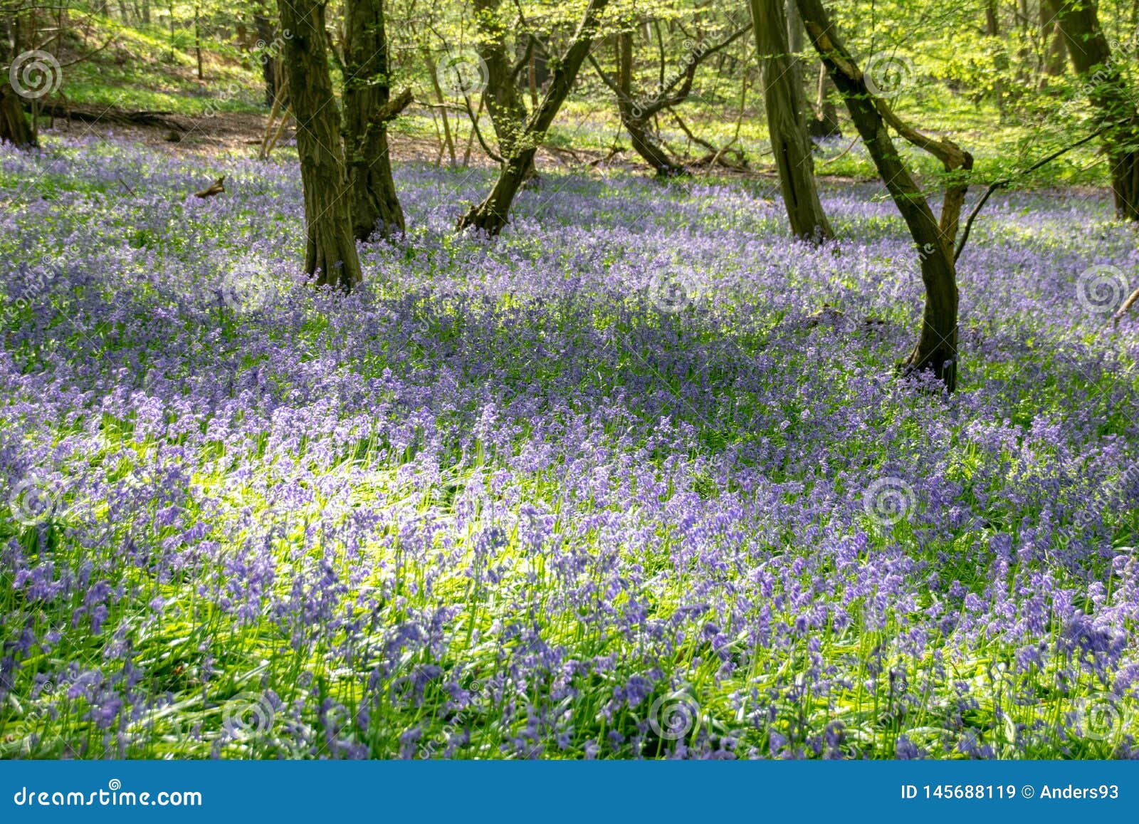 Forest Carpet of Bluebell Flowers Stock Image - Image of floral, garden ...