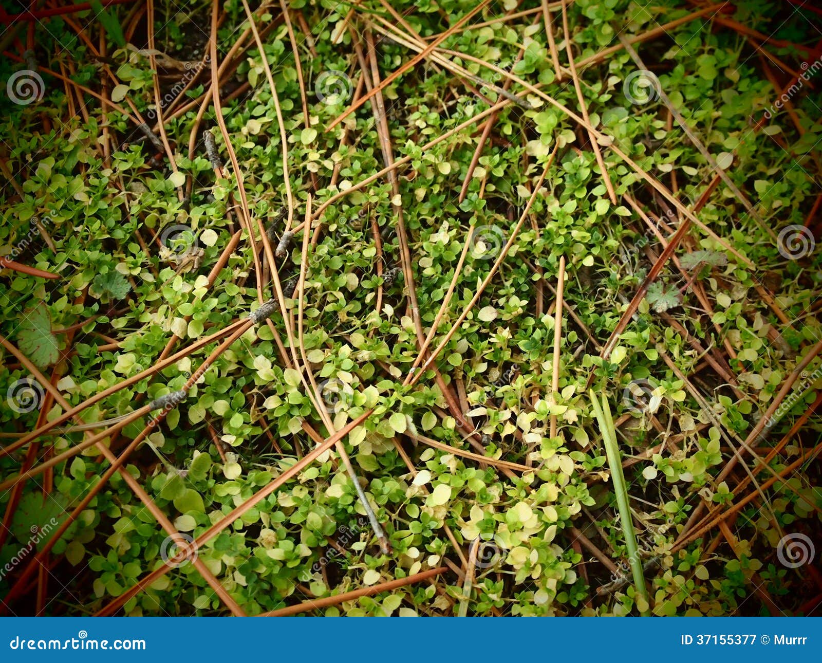 Forest Carpet stock image. Image of forest, pins, meat - 37155377