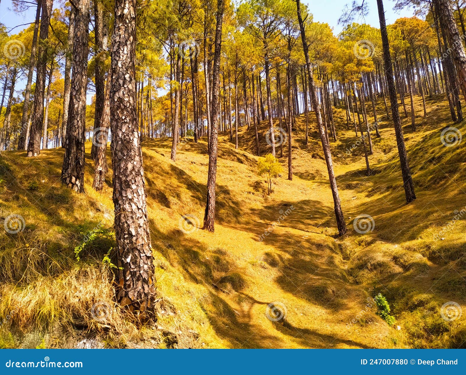 Forest of Cedar trees stock photo. Image of season, scenic - 247007880