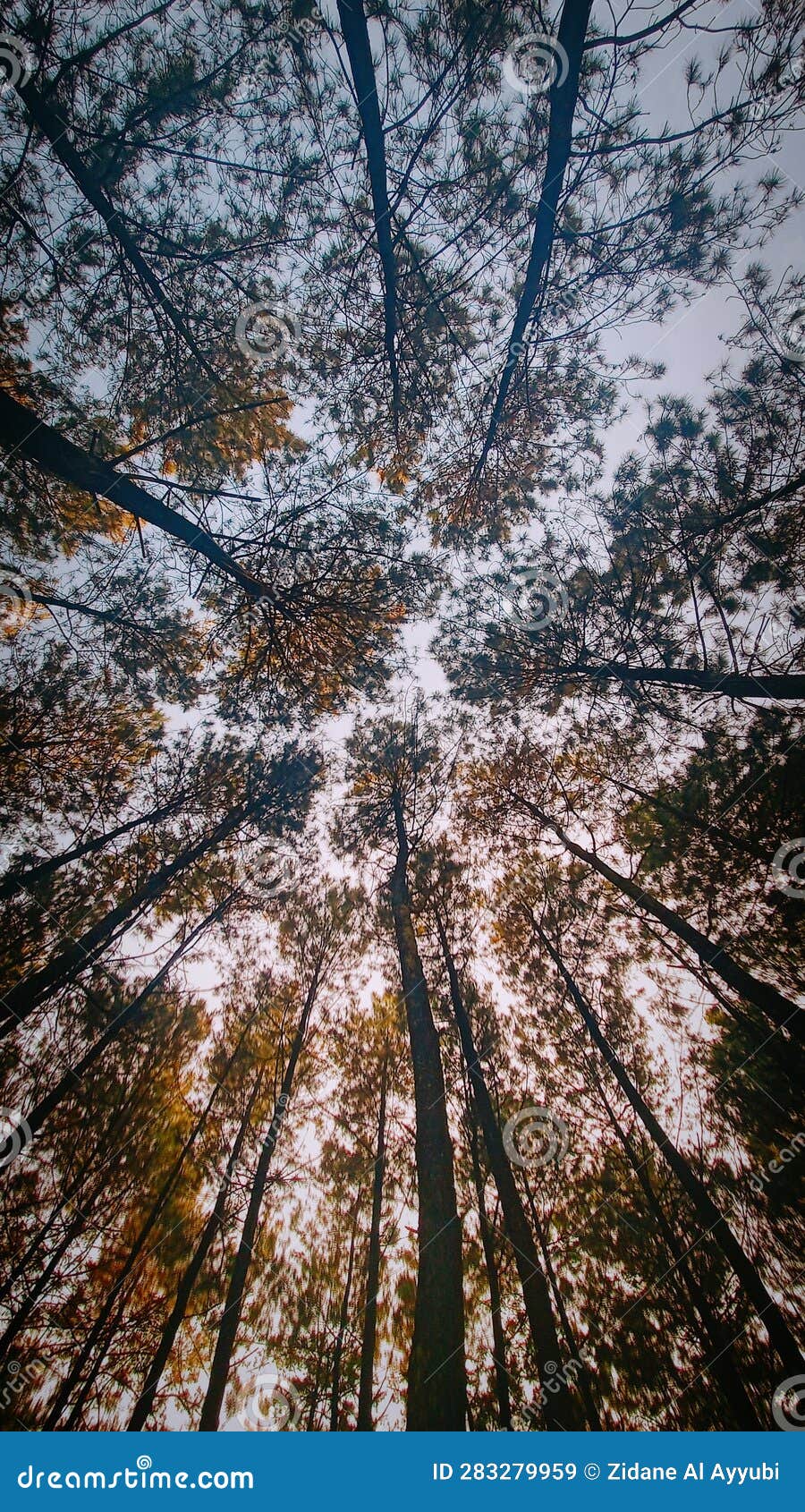 Aesthetic forest ceiling stock image. Image of sunlight - 283279959