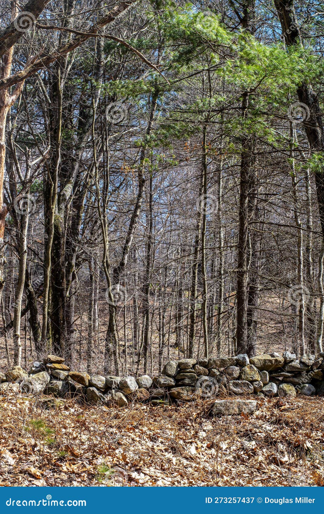 The Woods of New England in Early Spring Stock Image - Image of forest ...