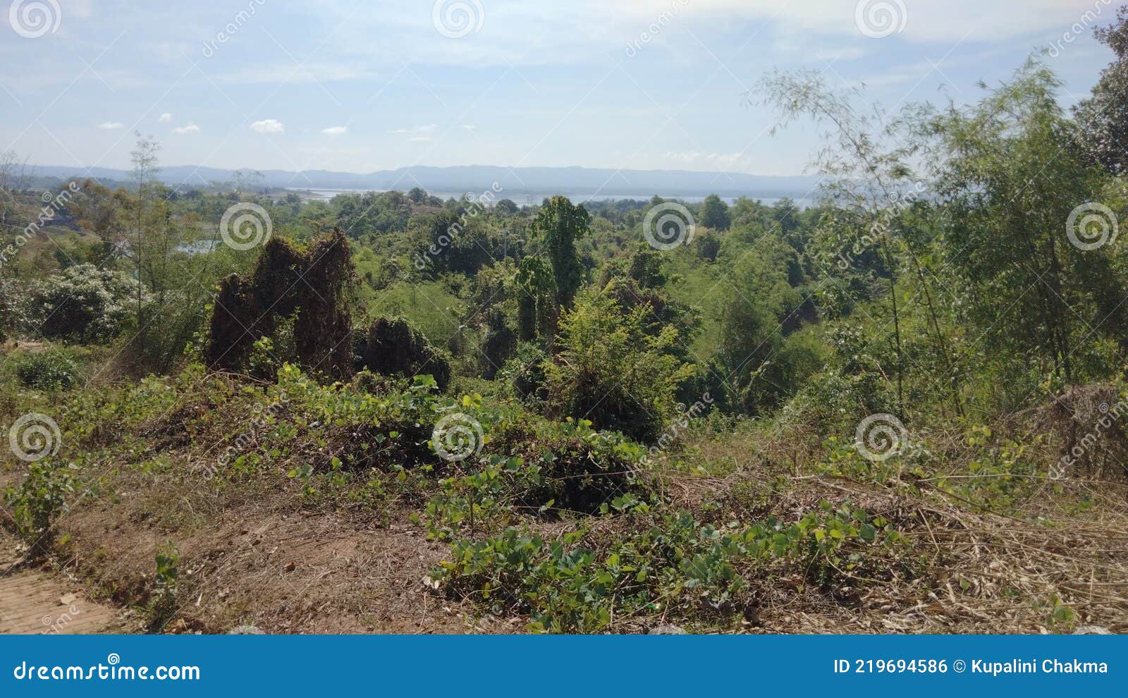 Forest charming view stock photo. Image of forest, jungle - 219694586