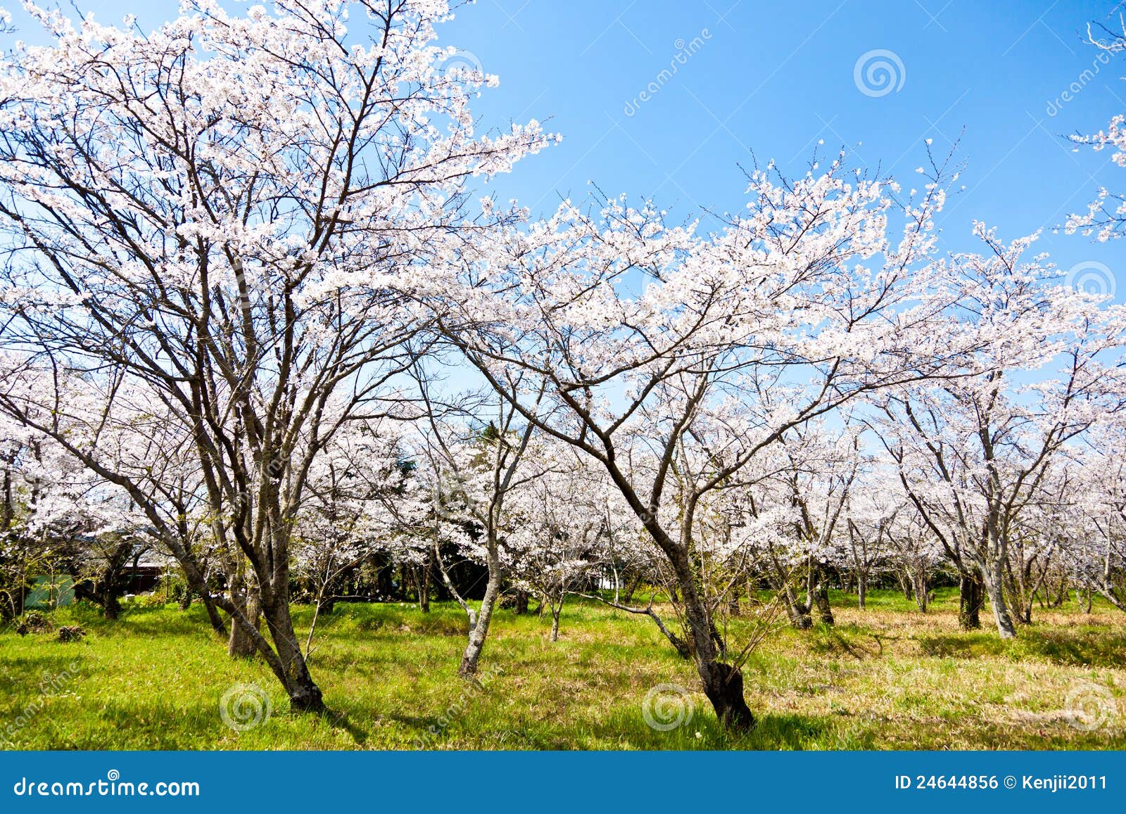 Forest of cherry blossoms stock photo. Image of blossom - 24644856