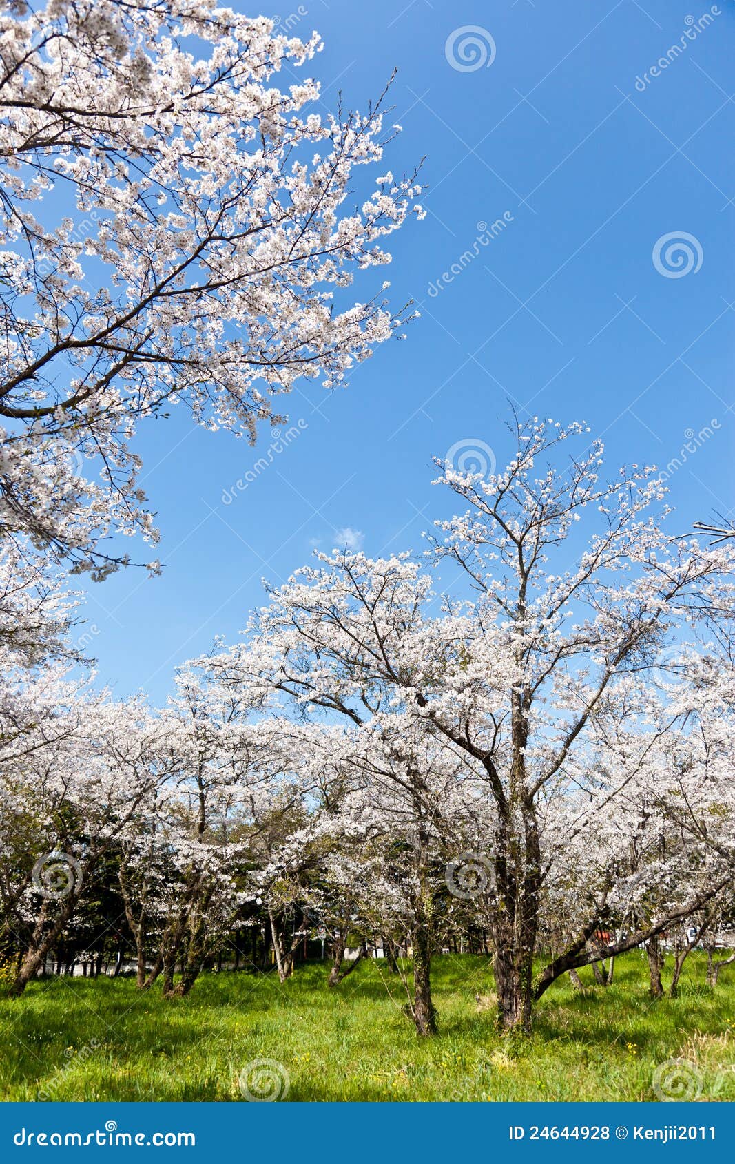 Forest of cherry blossoms stock photo. Image of blooming - 24644928
