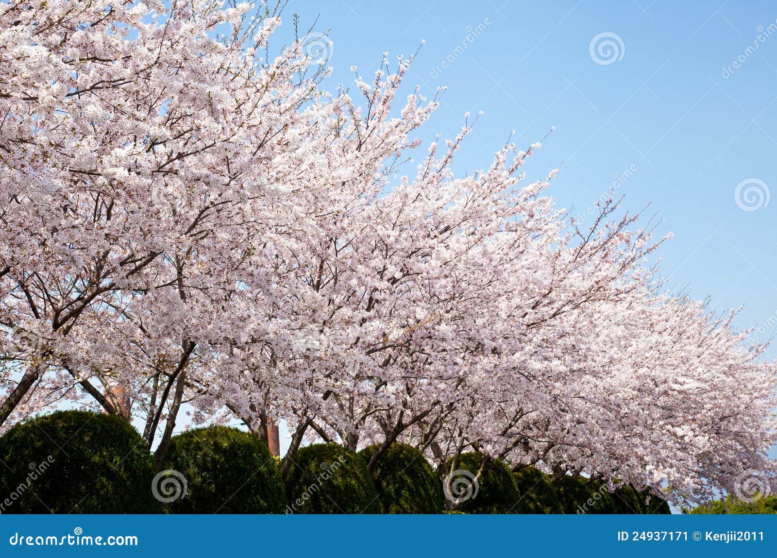 Forest of cherry blossoms stock image. Image of colorful - 24937171