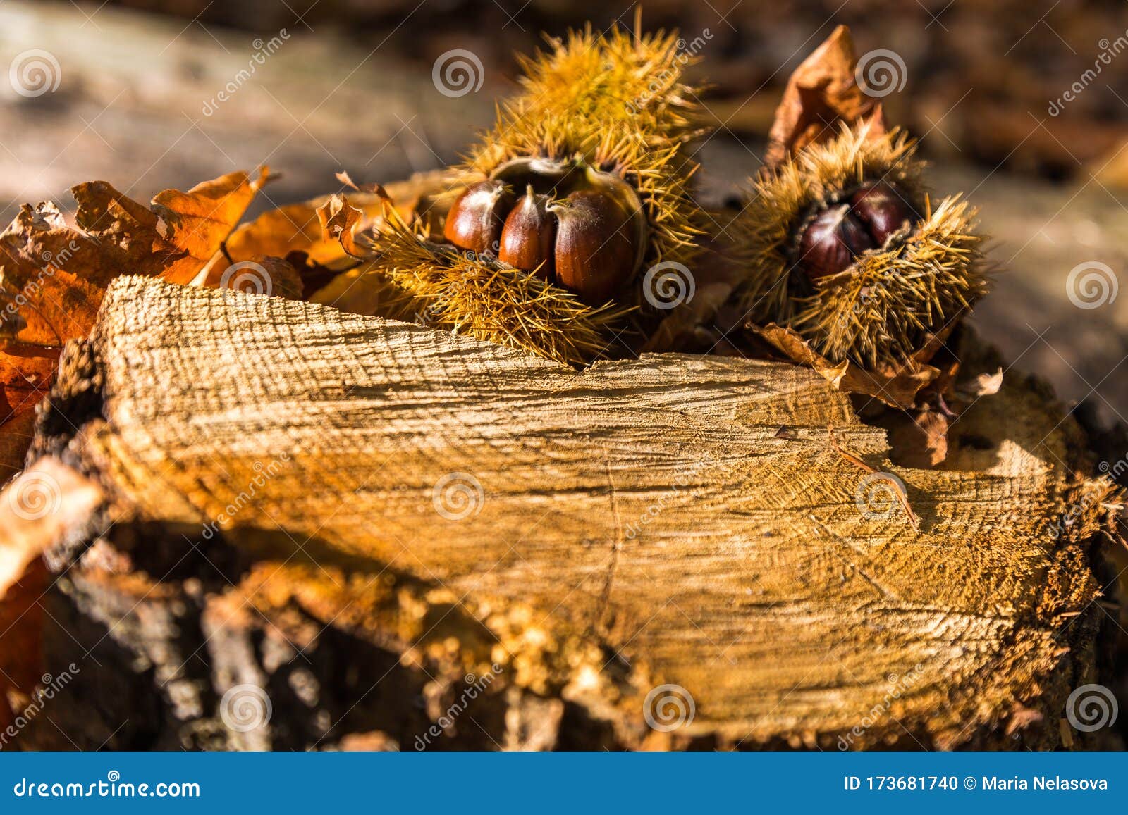 Forest Chestnuts on Autumn Foliage Stock Photo - Image of october ...