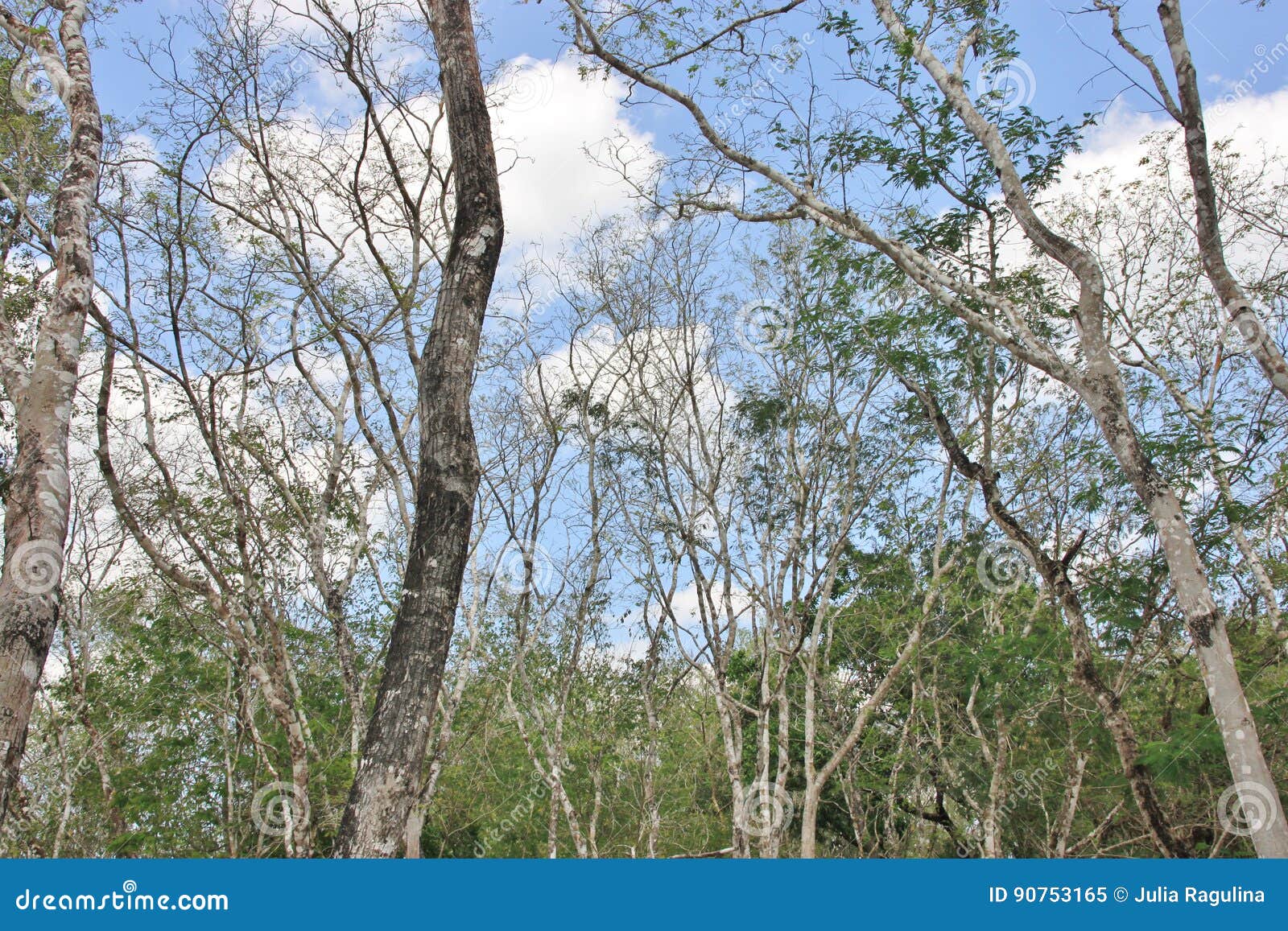 Forest in Chichen Itza Yucatan Mexico Stock Image - Image of boscage ...