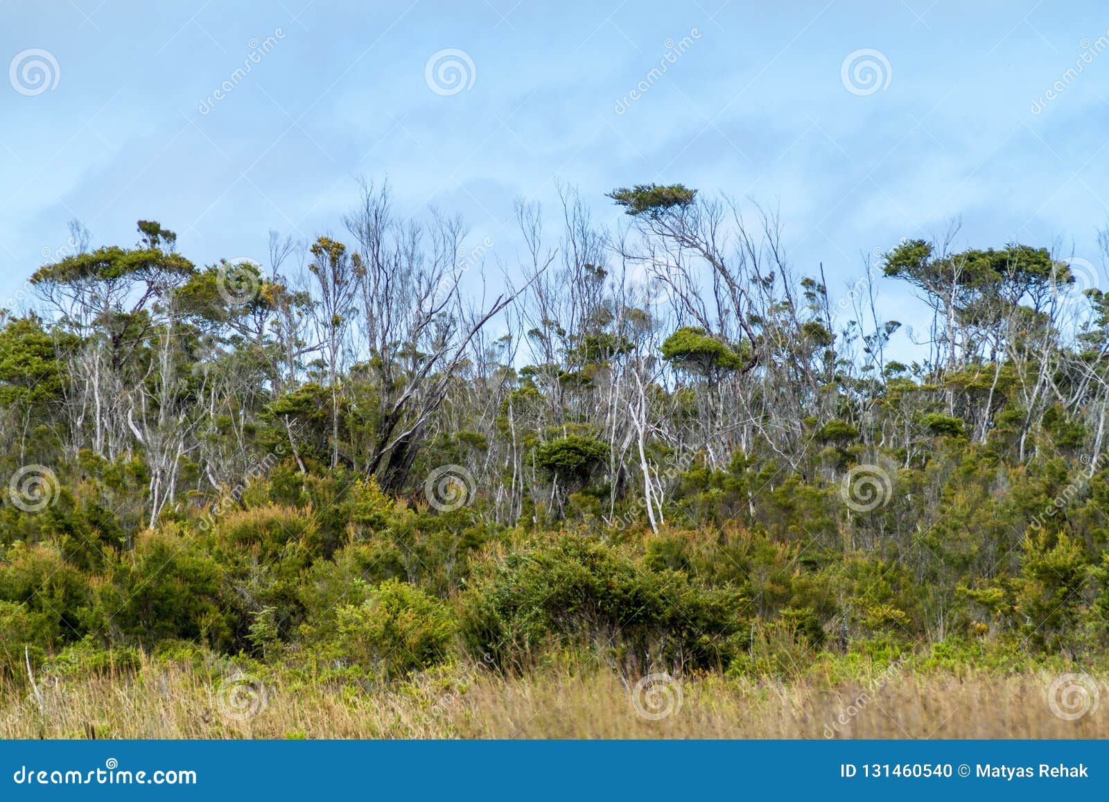 Forest in Chiloe National Park Stock Photo - Image of moss, scenic ...