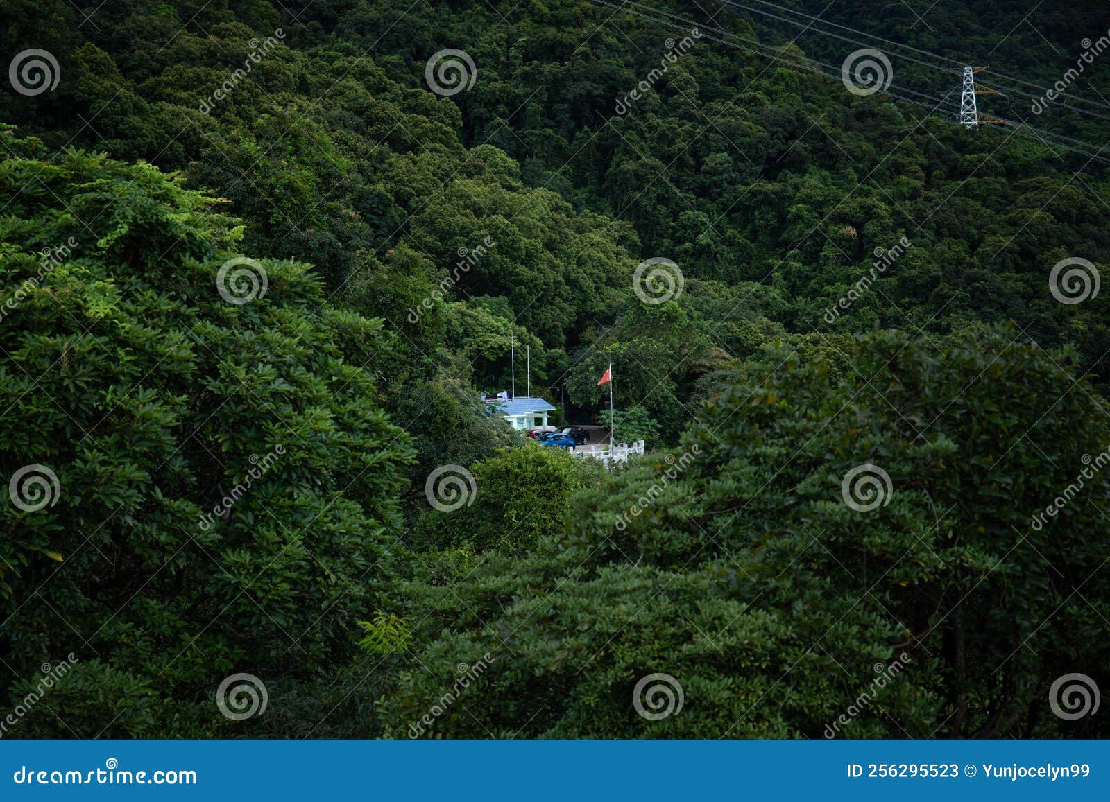 Forest of China, Tree, Mountain Stock Image - Image of forest, green ...