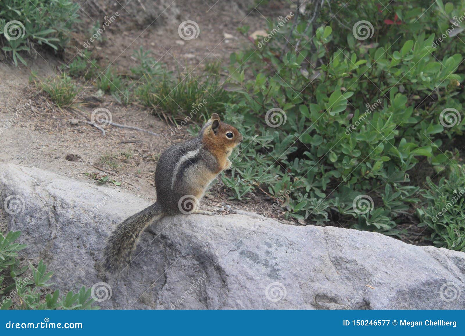 Forest chipmunk resting stock image. Image of rock, wildlife - 150246577