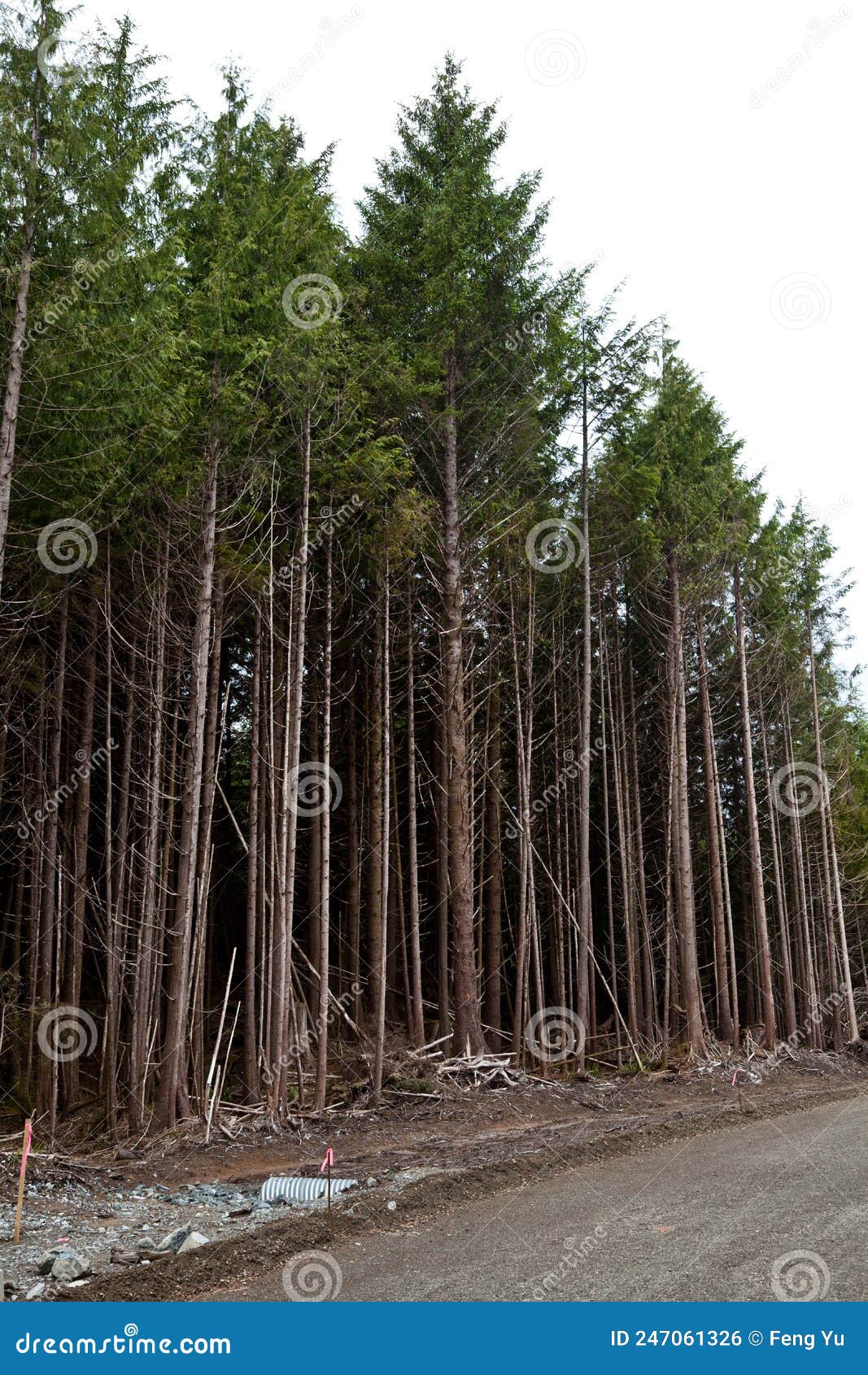 Forest clear cut stock photo. Image of woods, green - 247061326