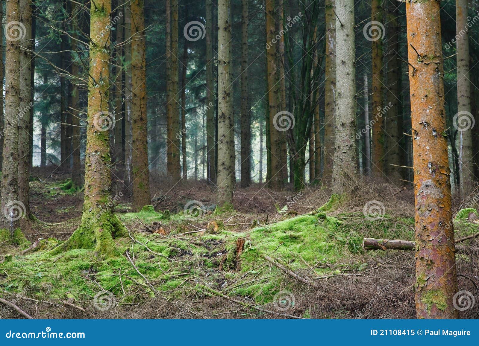 Forest clearing stock image. Image of exterior, britain - 21108415