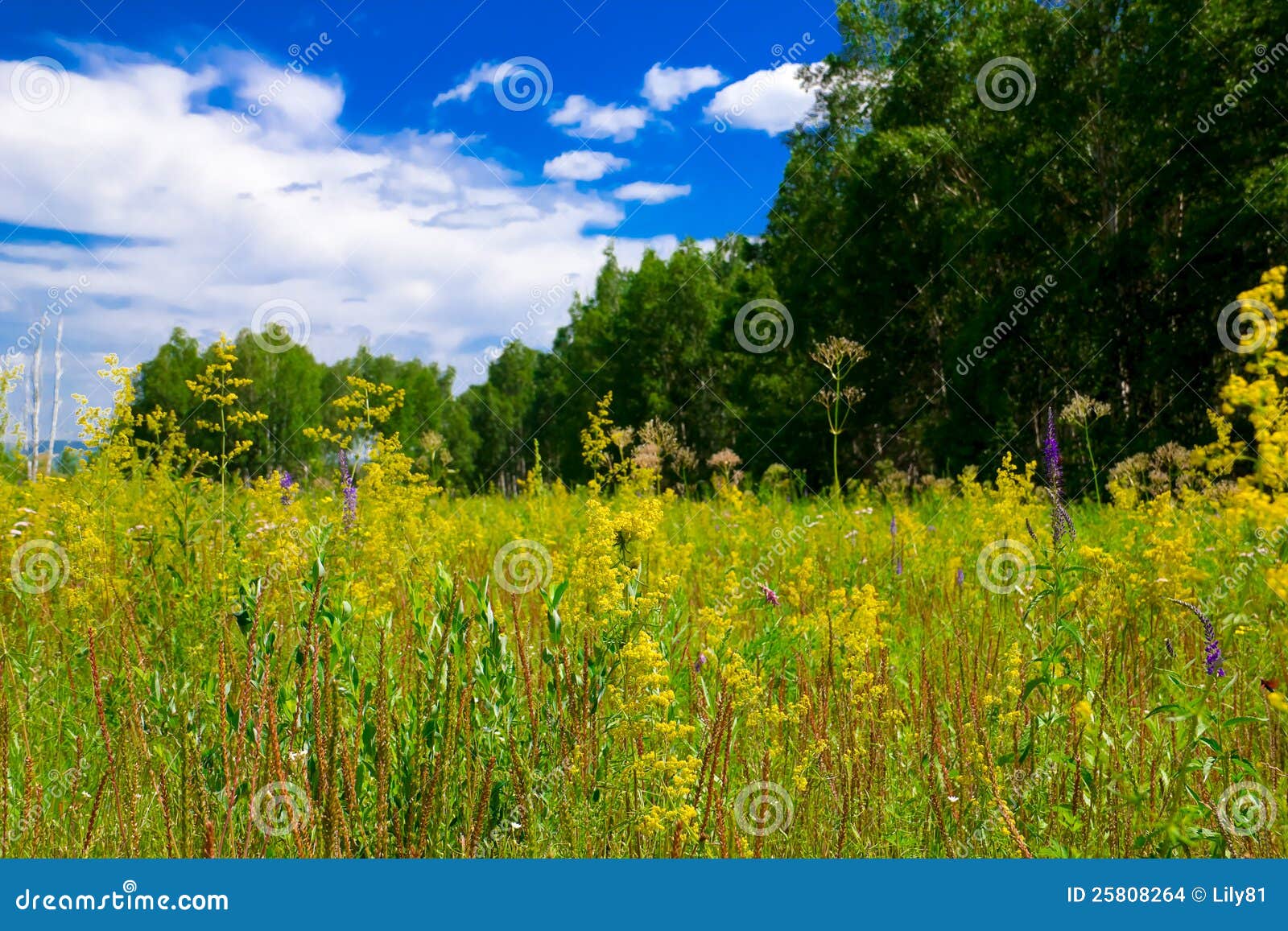 Forest clearing stock photo. Image of morning, beautiful - 25808264