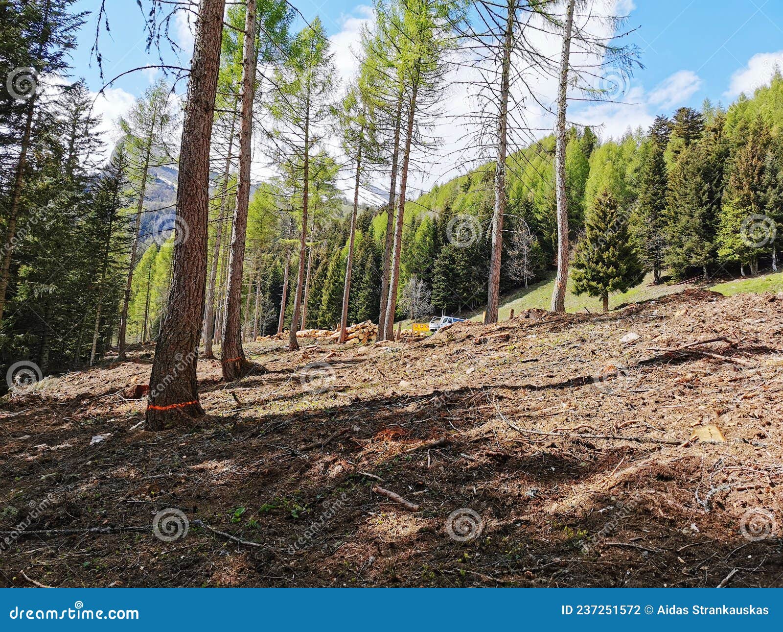 Forest Clearing Amd Tree Line in the Mountains Stock Photo - Image of ...