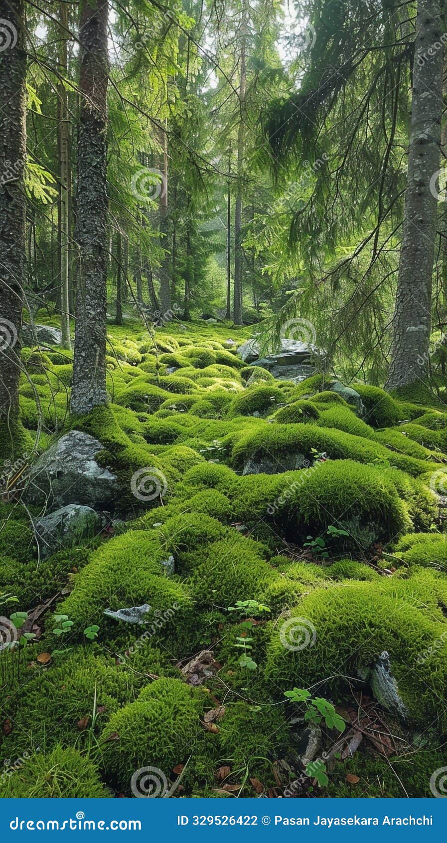 Forest Clearing Covered in Moss and Rocks Stock Illustration ...