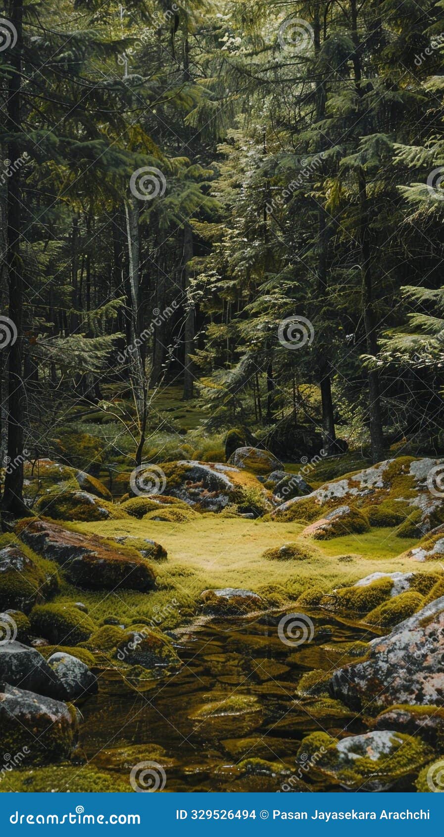Forest Clearing Covered in Moss and Rocks Stock Illustration ...