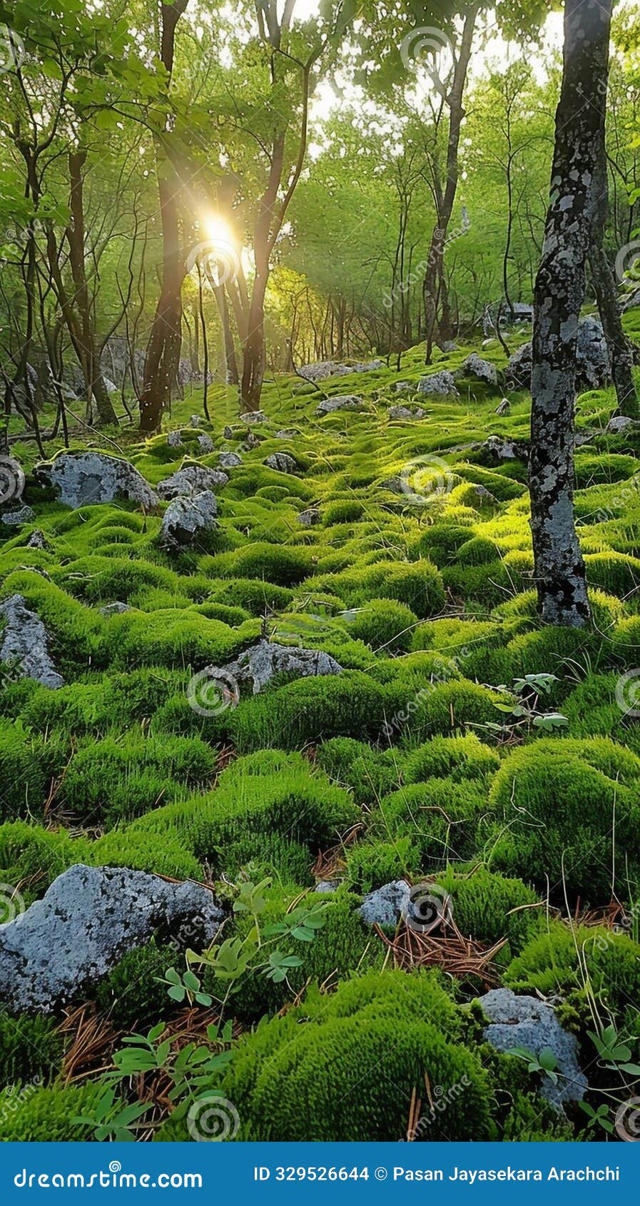 Forest Clearing Covered in Moss and Rocks Stock Illustration ...