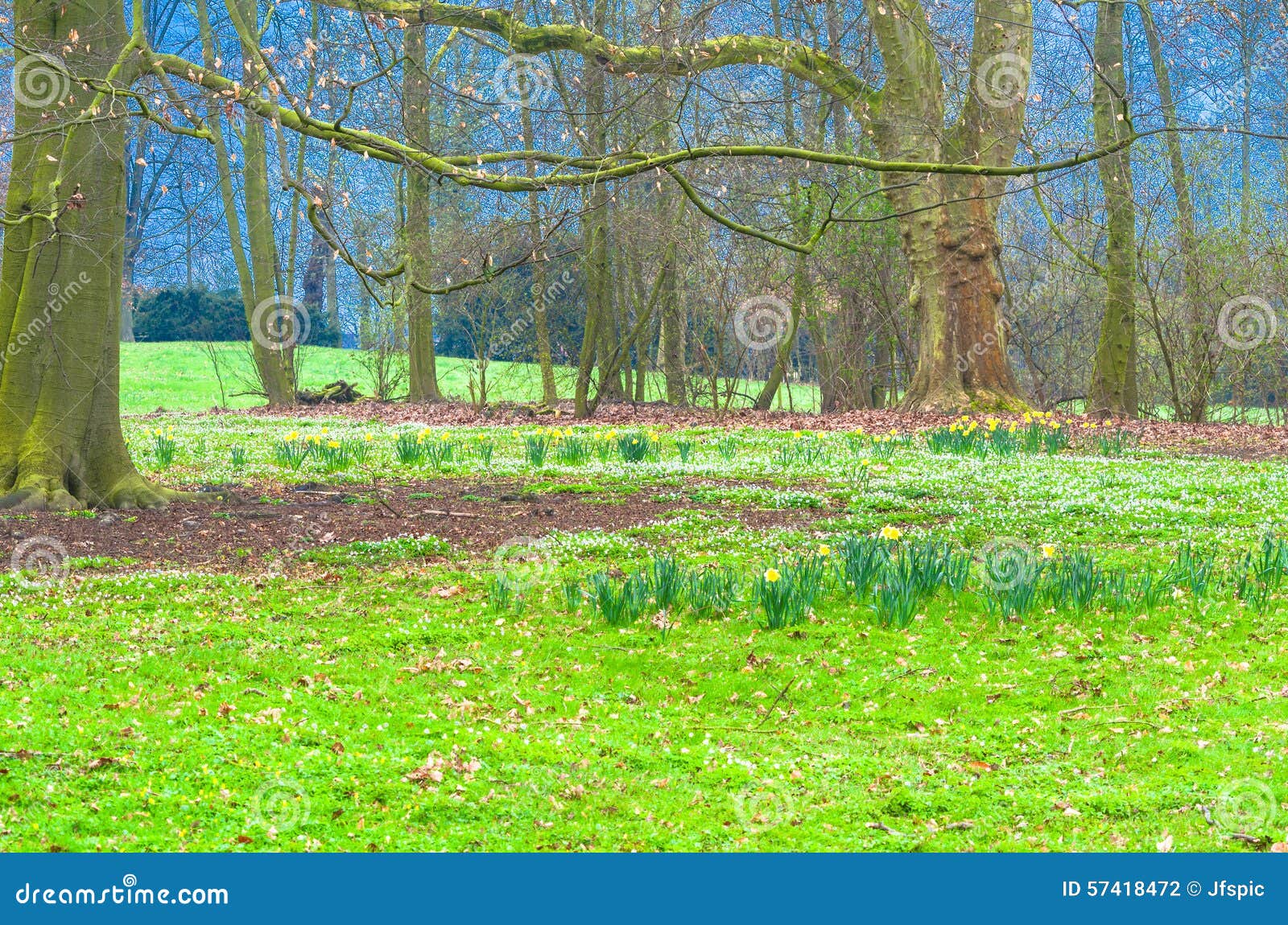 Forest Clearing with Daffodils Stock Photo - Image of branch ...
