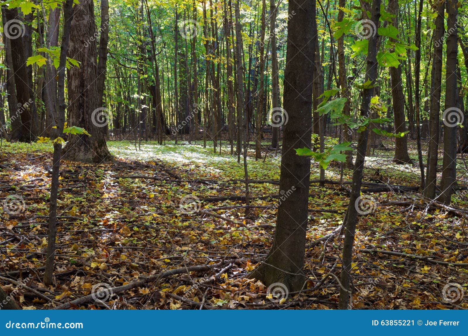 Forest Clearing and Fallen Leaves Stock Image - Image of leaf, woods ...